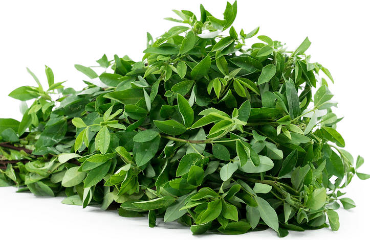 100 Chipilin Seeds Crotalaria Longirostrata Semillas de Chipilin Seeds ...