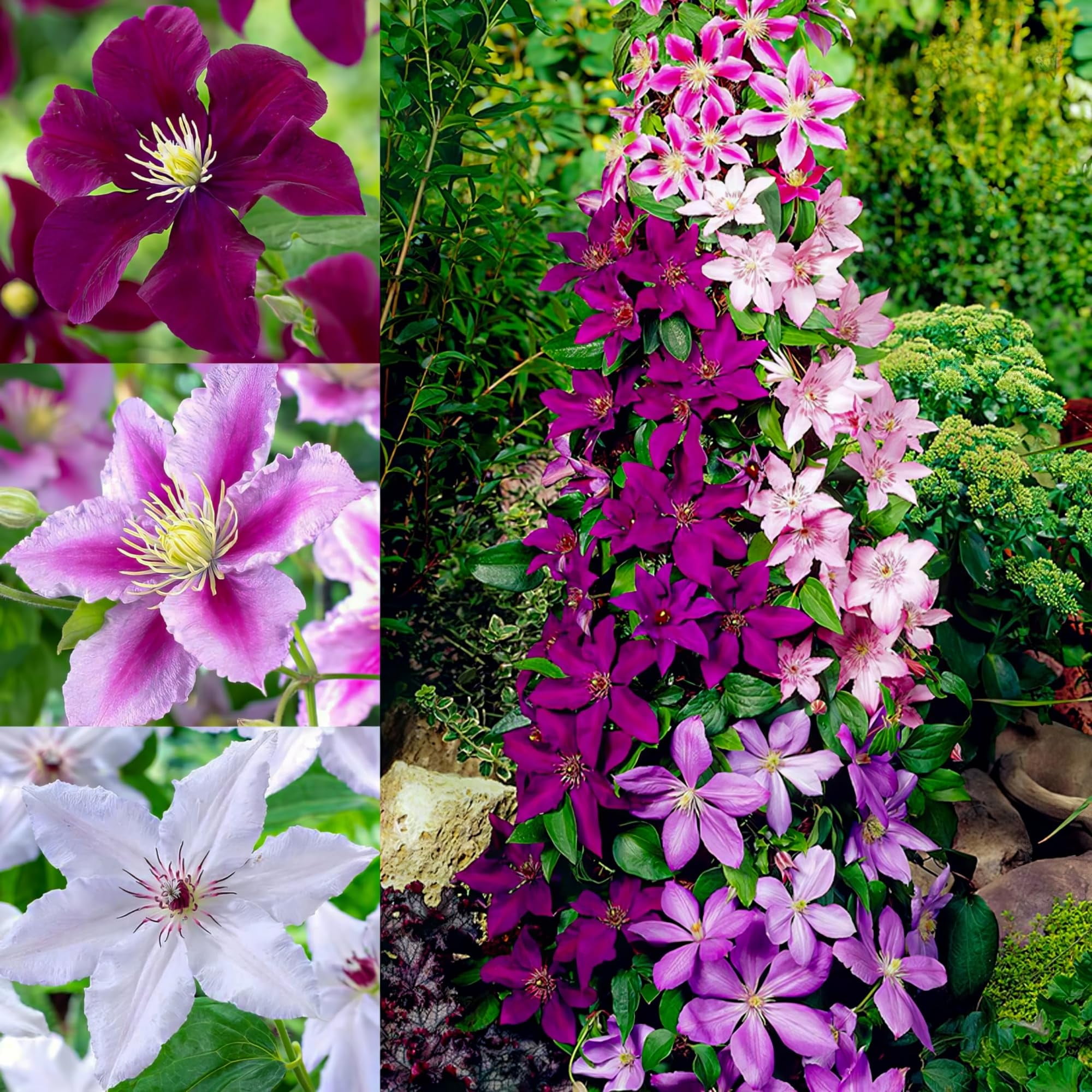 100+ Clematis Seeds for Planting - MVR1 Rare Bloom Climbing Clematis ...