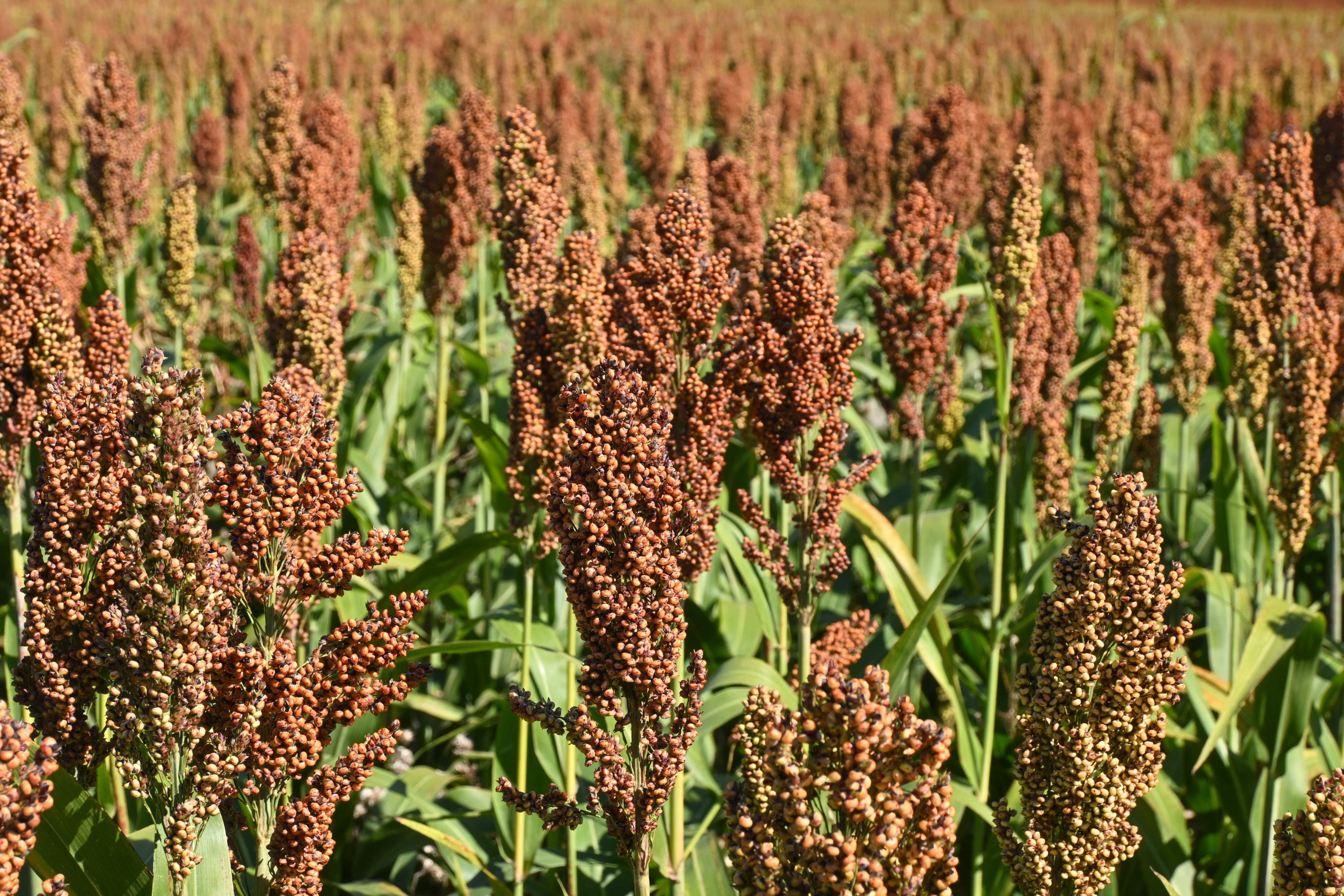100 DALE SORGHUM Bicolor Syrup Flour Grain Vegetable Seeds - Walmart.com