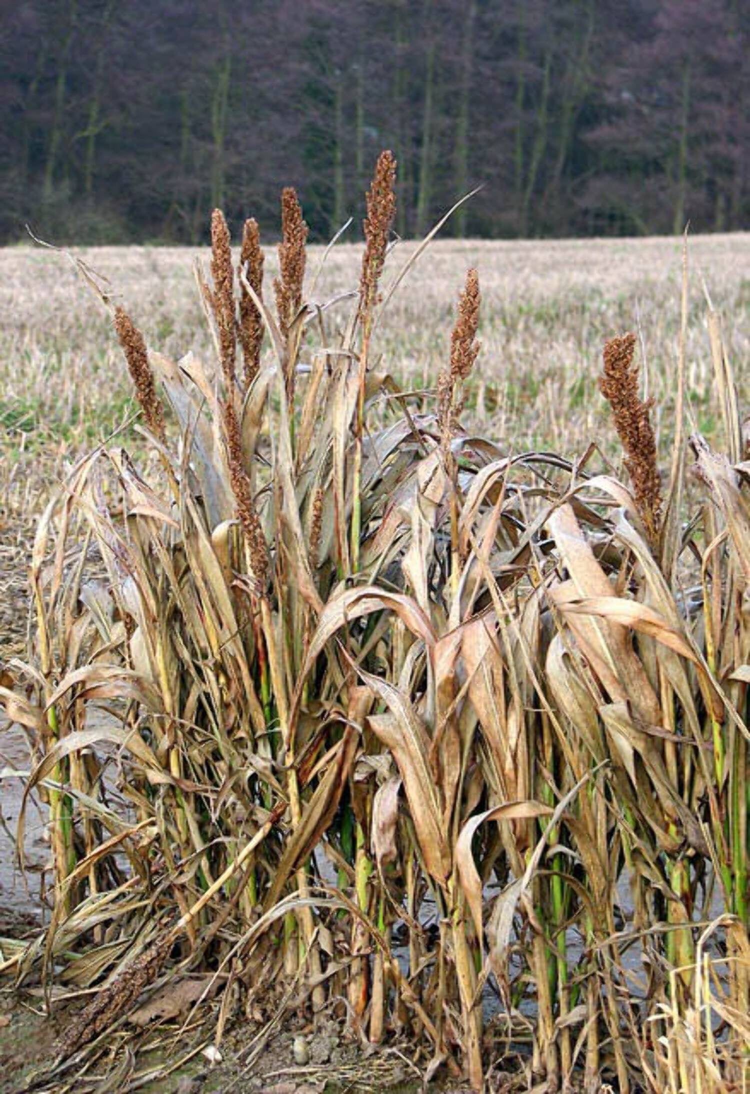 100 DALE SORGHUM Bicolor Syrup Flour Grain Vegetable Seeds - Walmart.com