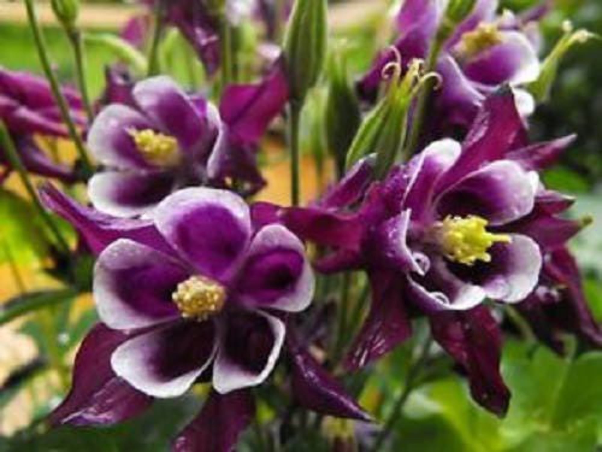 100 DWARF COLUMBINE MIX Aquilegia Vulgaris Mixed Colors Flower Seeds ...