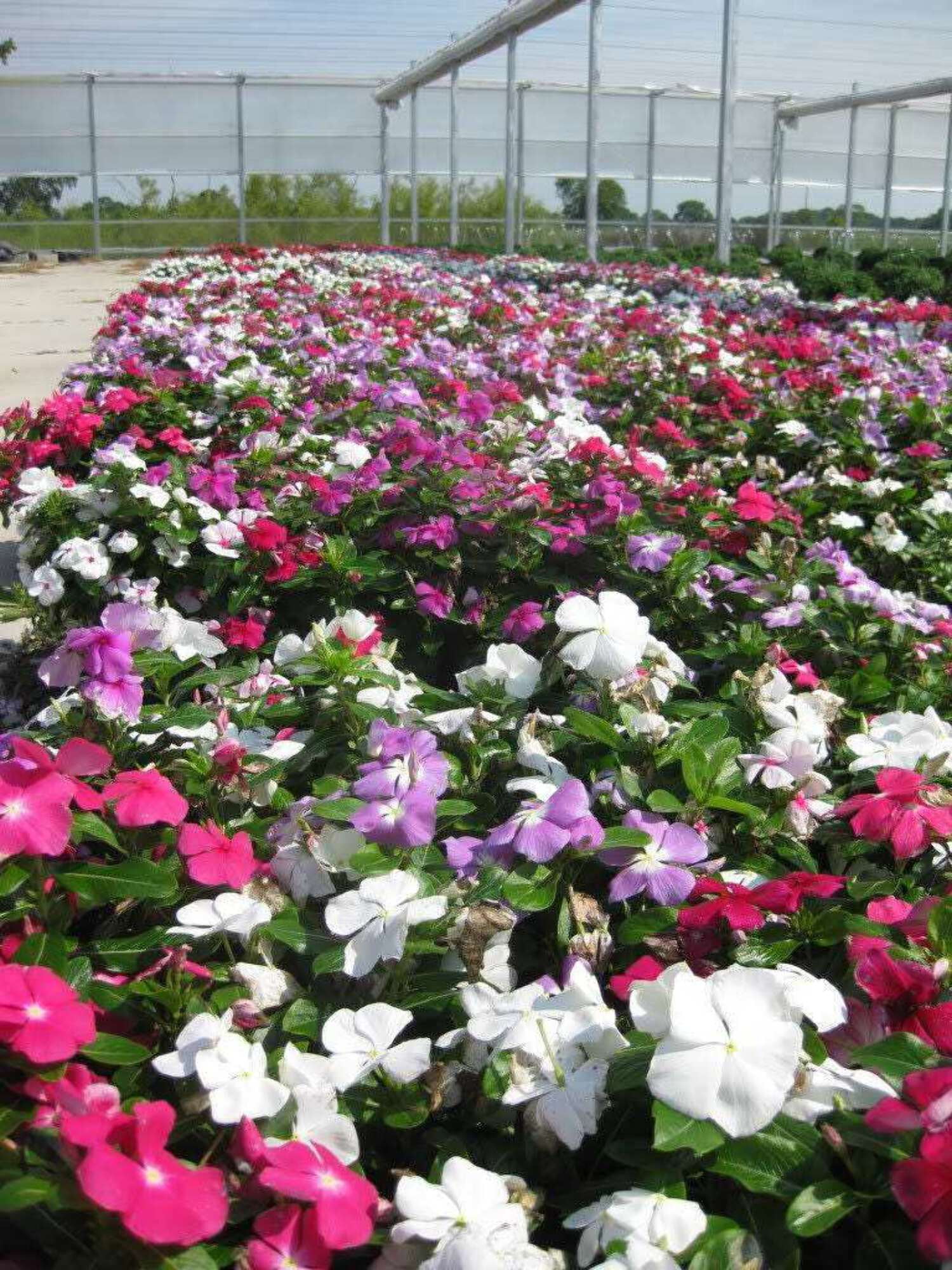 100 DWARF Little MIX PERIWINKLE / Vinca Rosea Flower Seeds, Fast ...