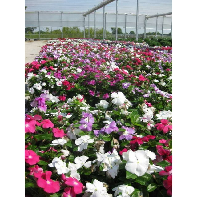 100 DWARF Little MIX PERIWINKLE / Vinca Rosea Flower Seeds, Fast ...
