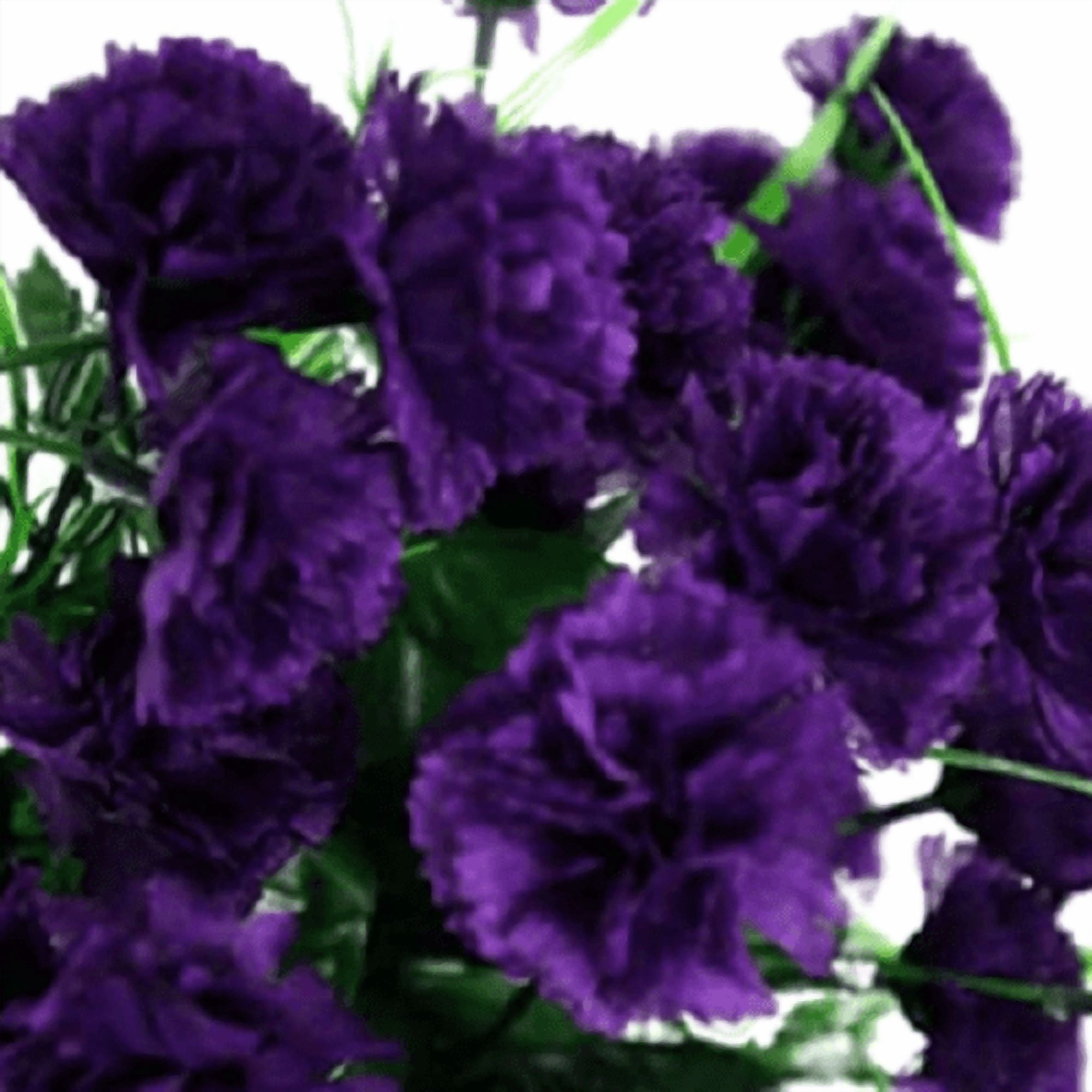 100 Dark Purple Carnation Seeds Dianthus Flowers Seed Flower Perennial ...