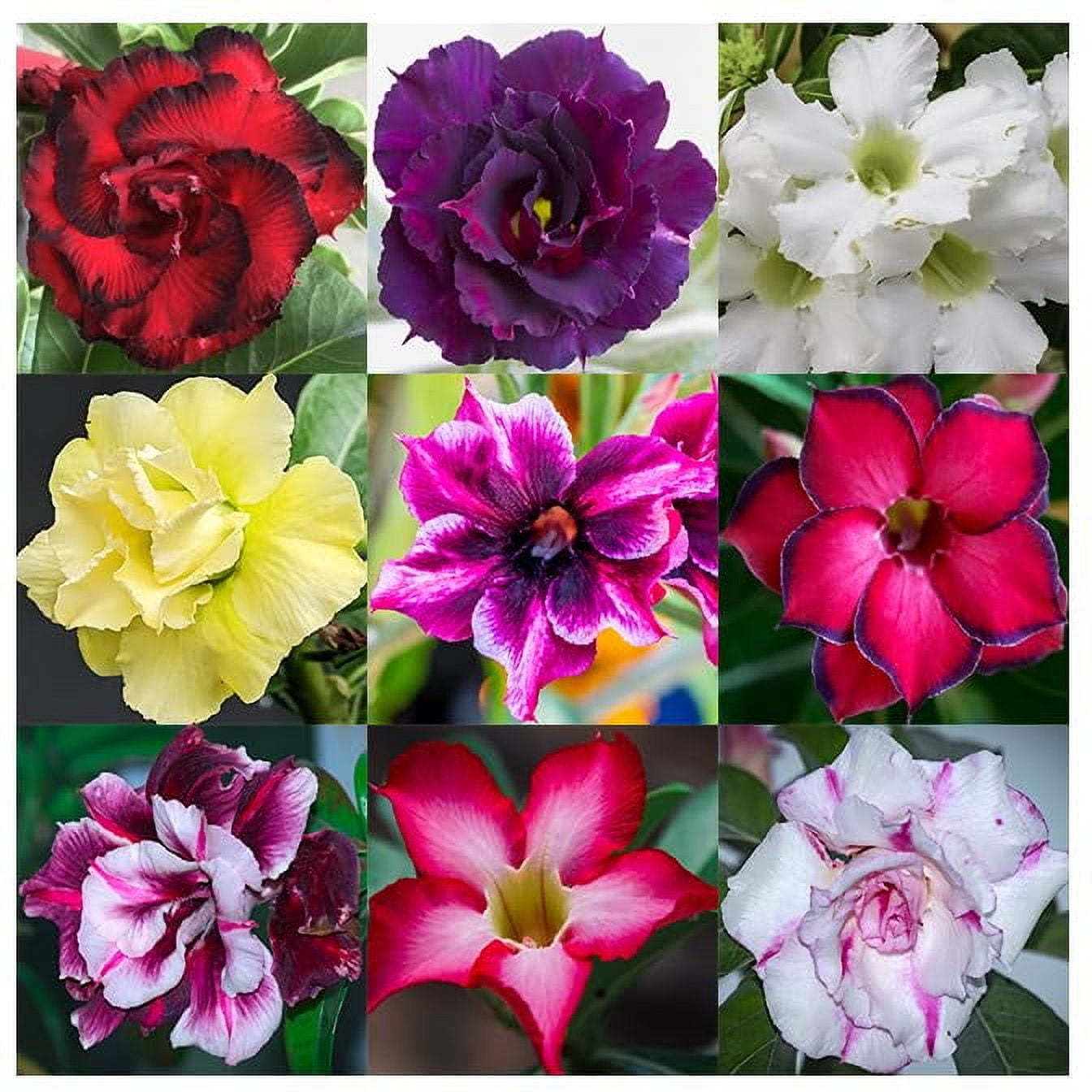 100 Desert Rose AJH3 Seeds for Planting Mixed Color Ready to Grow Adenium Obesum Seed Exotic ...