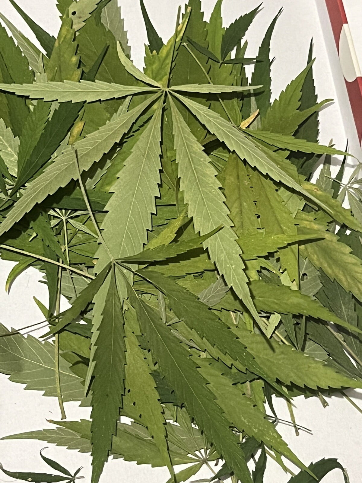 100 Dried Pressed Hemp Leaves THC-Free Botanical Art Supplies Craft DIY ...