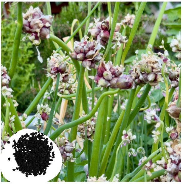 100 Egyptian Walking Onion Seeds for Planting, Tree Onion Egyptian ...