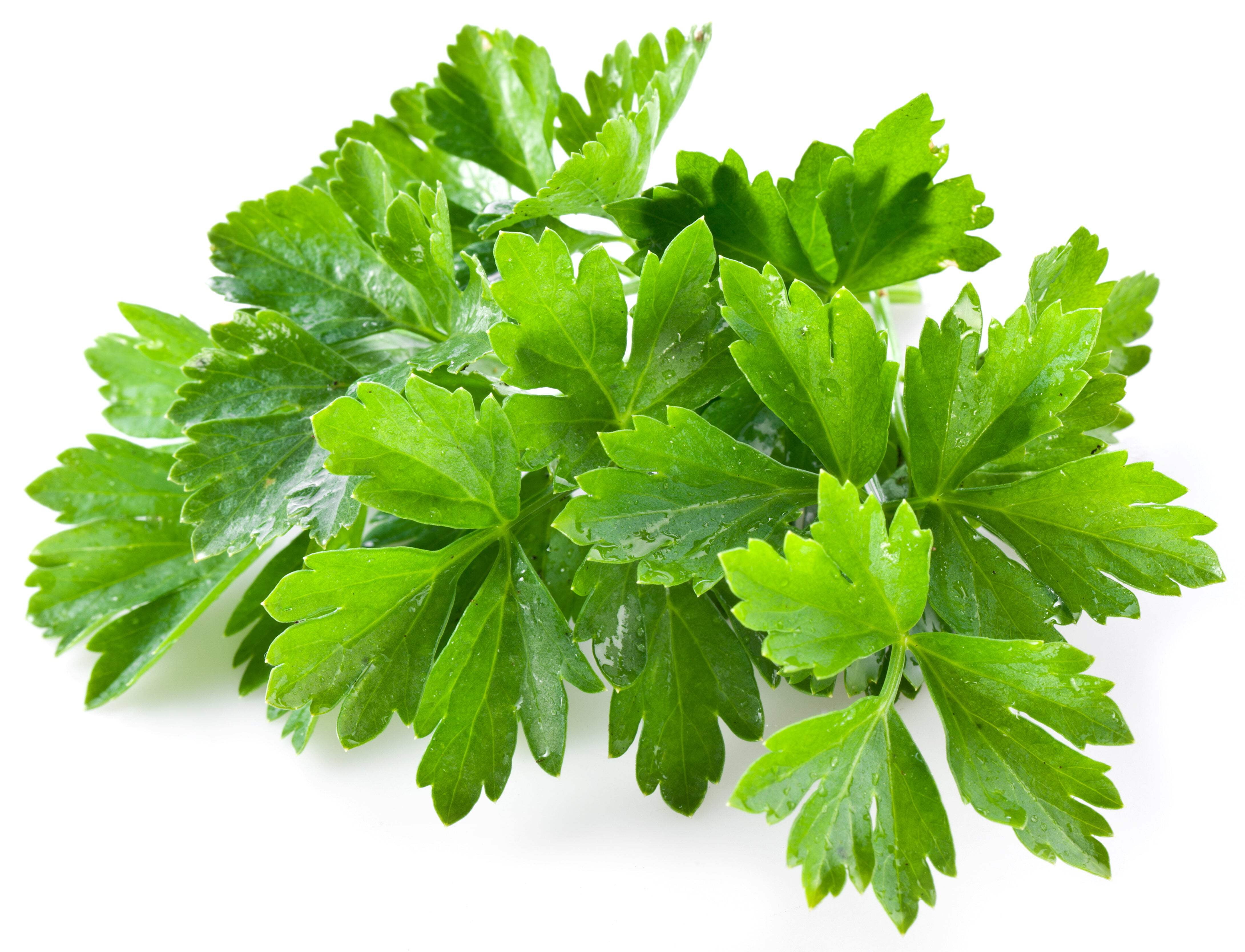 100 FIESTA Green CILANTRO / CORIANDER Coriandrum Sativum Herb Vegetable ...