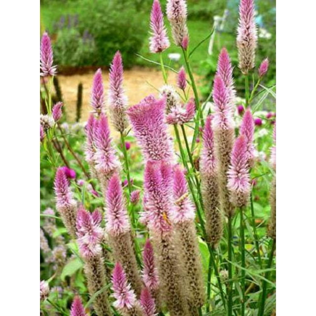 100 FLAMINGO FEATHER Wheat CELOSIA Spicata Pink & White Flower Seeds ...