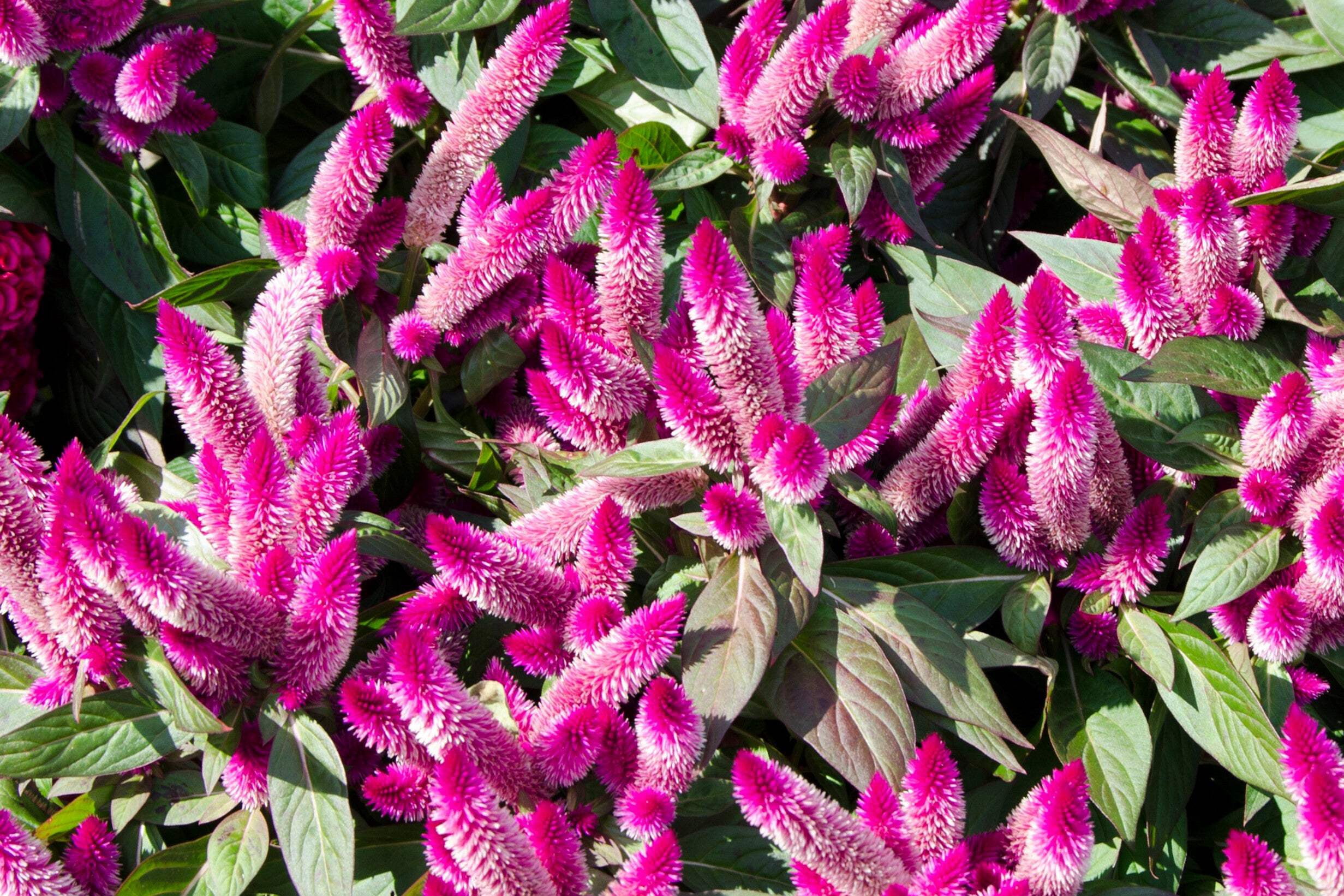 100 FLAMINGO FEATHER Wheat CELOSIA Spicata Pink & White Flower Seeds ...
