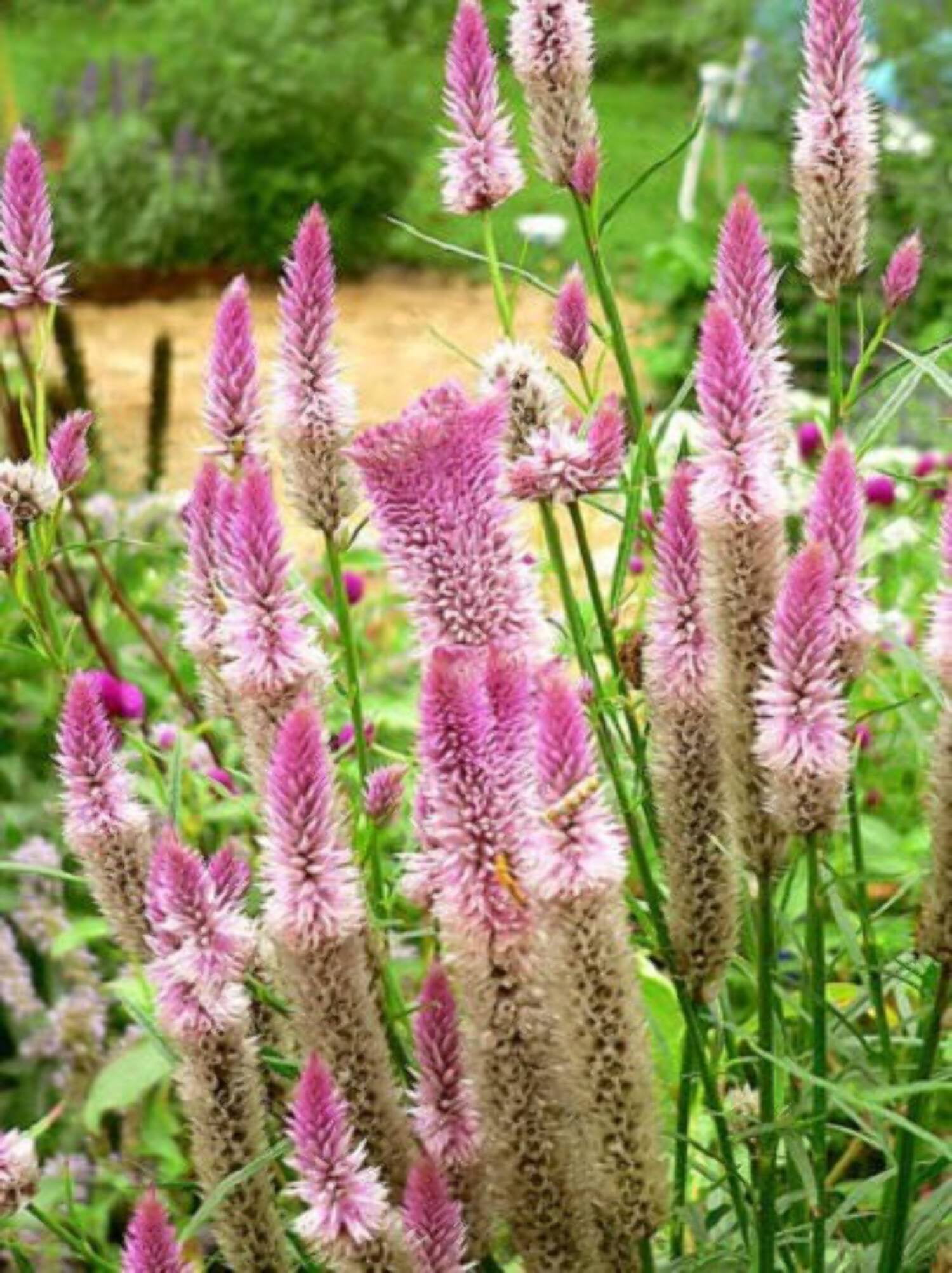 100 FLAMINGO FEATHER Wheat CELOSIA Spicata Pink & White Flower Seeds ...