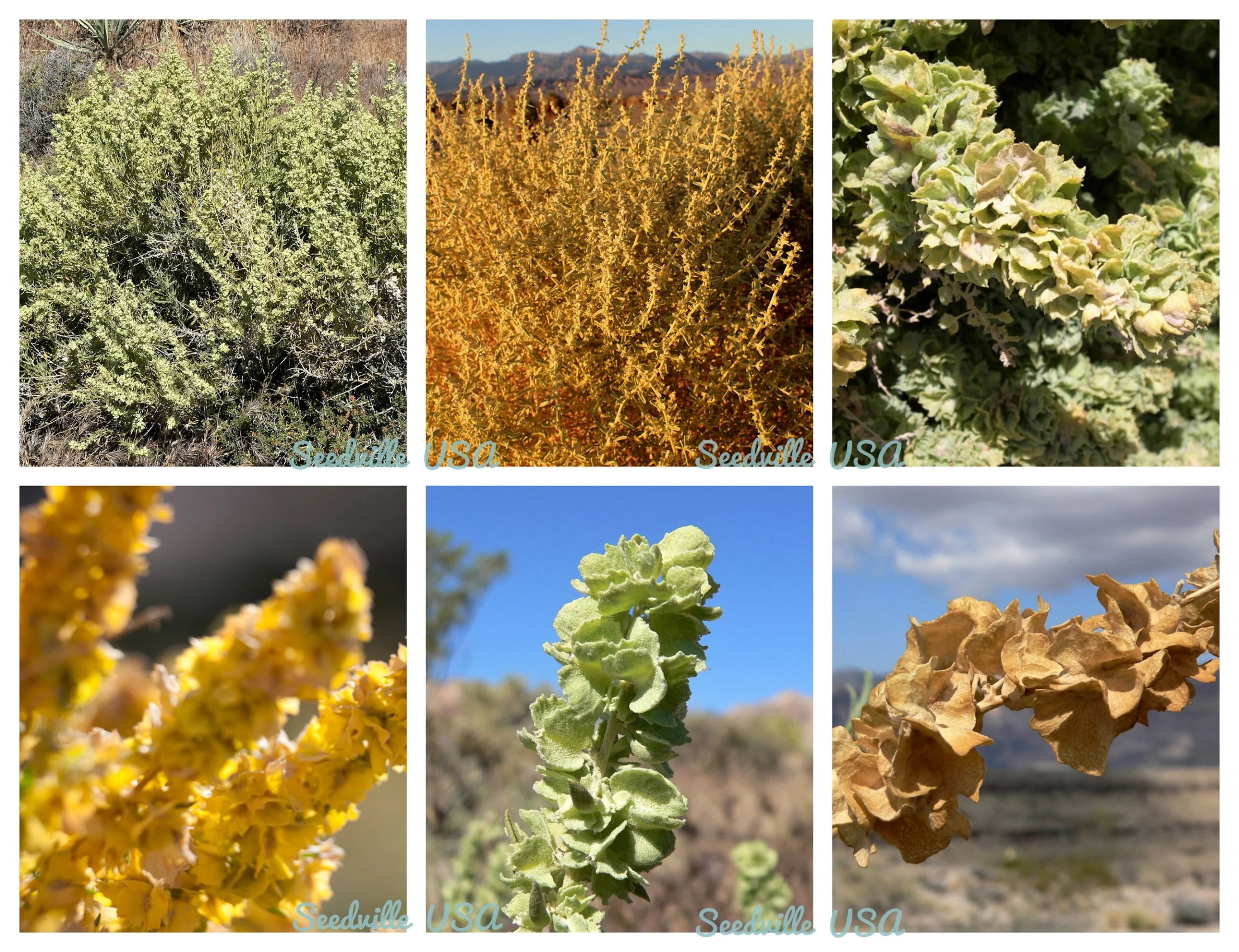 100 FOURWING SALTBRUSH Atriplex Canescens Gray Sage Brush Chamiso ...