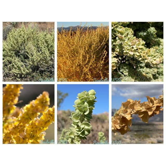 100 FOURWING SALTBRUSH Atriplex Canescens Gray Sage Brush Chamiso ...