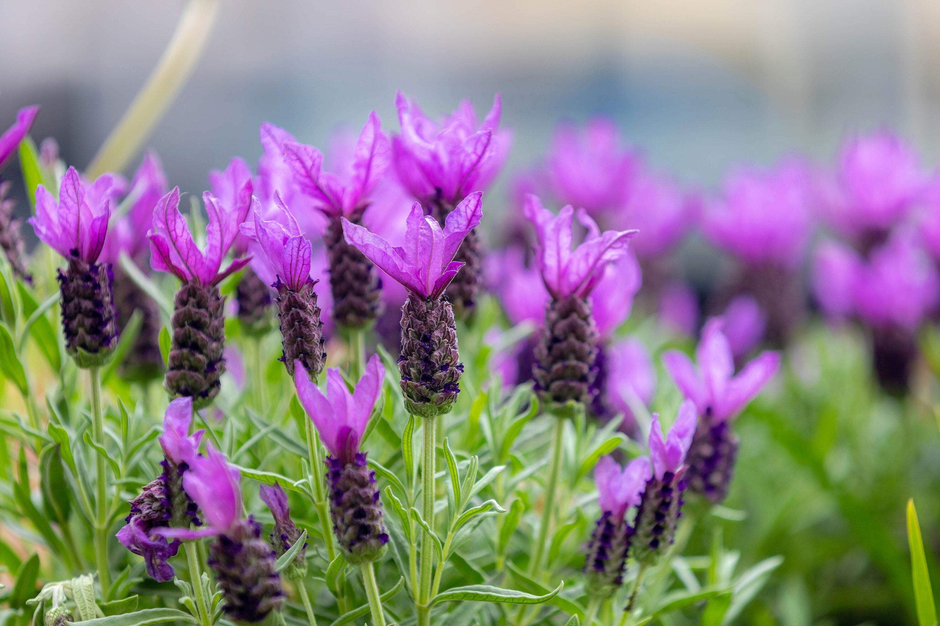 100 French Lavender Seeds, Butterfly/Spanish Lavender, Topped Lavandula ...