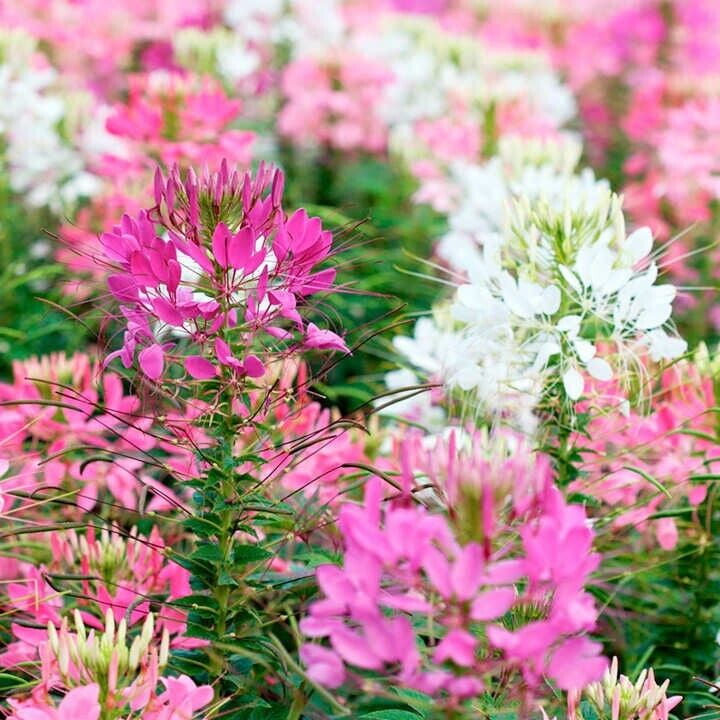 100 Firework Mix Spider Seeds Clome Spinosa Perennial 1175 US Seller ...