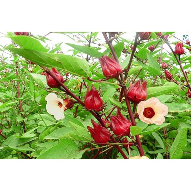 100 Florida Cranberry TWE5 Seeds for Planting (Red Roselle) - Bụp Giấm ...