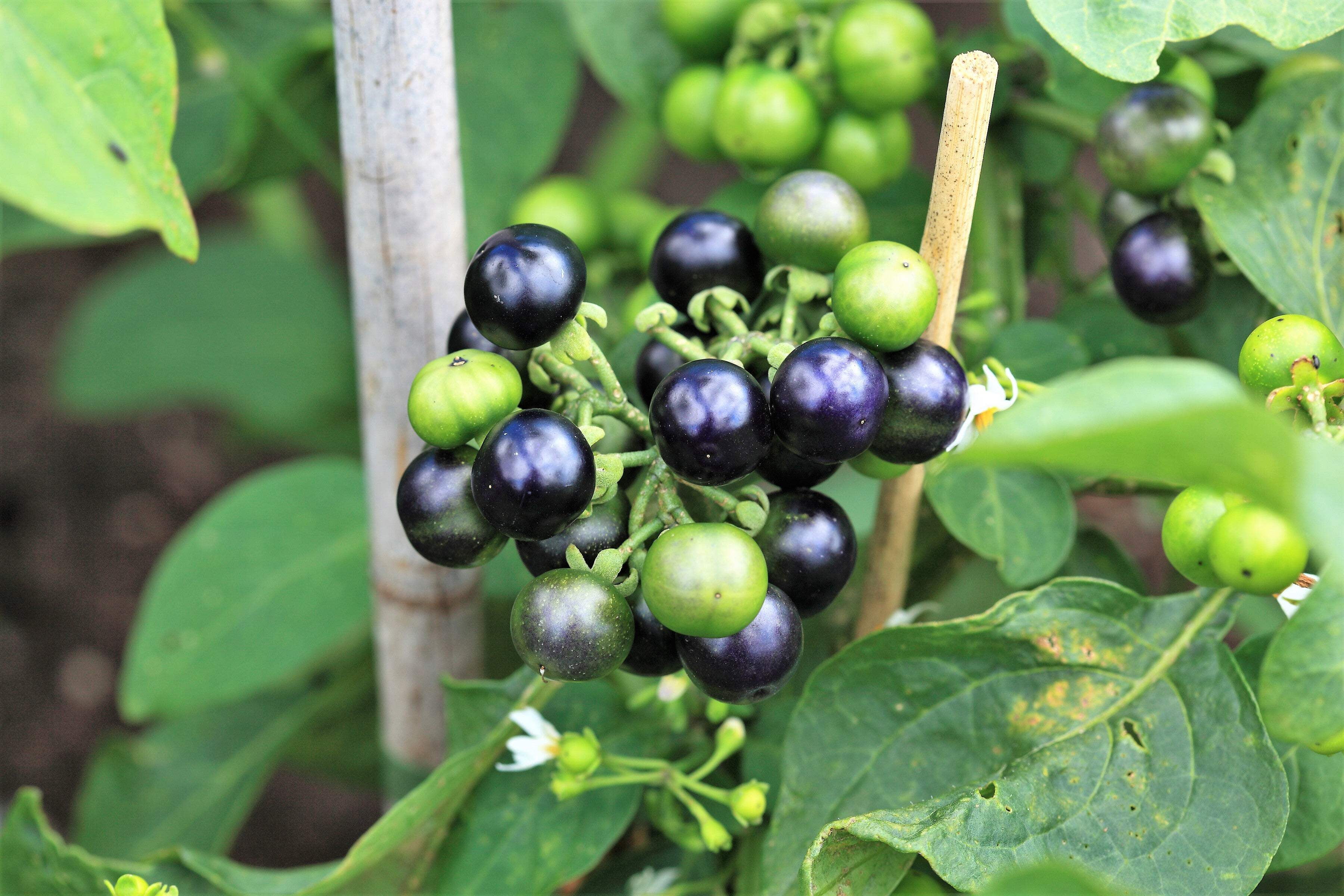 100 GARDEN HUCKLEBERRY (Ground Cherry) Solanum Melanocerasum Berry ...