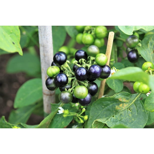 100 GARDEN HUCKLEBERRY (Ground Cherry) Solanum Melanocerasum Berry ...