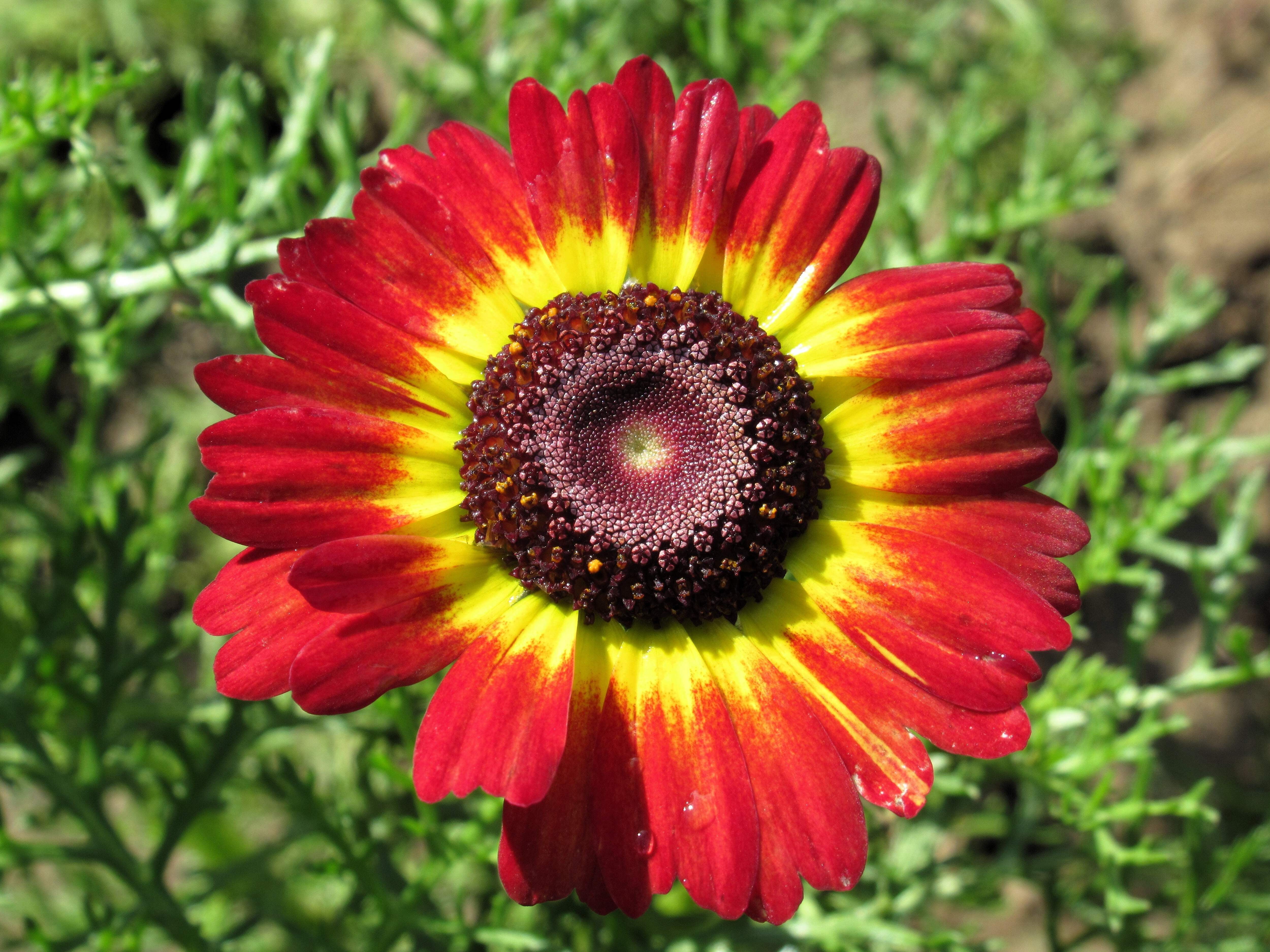 100 GERMAN FLAG DAISY Chrysanthemum Carinatum Tricolor Painted Red ...