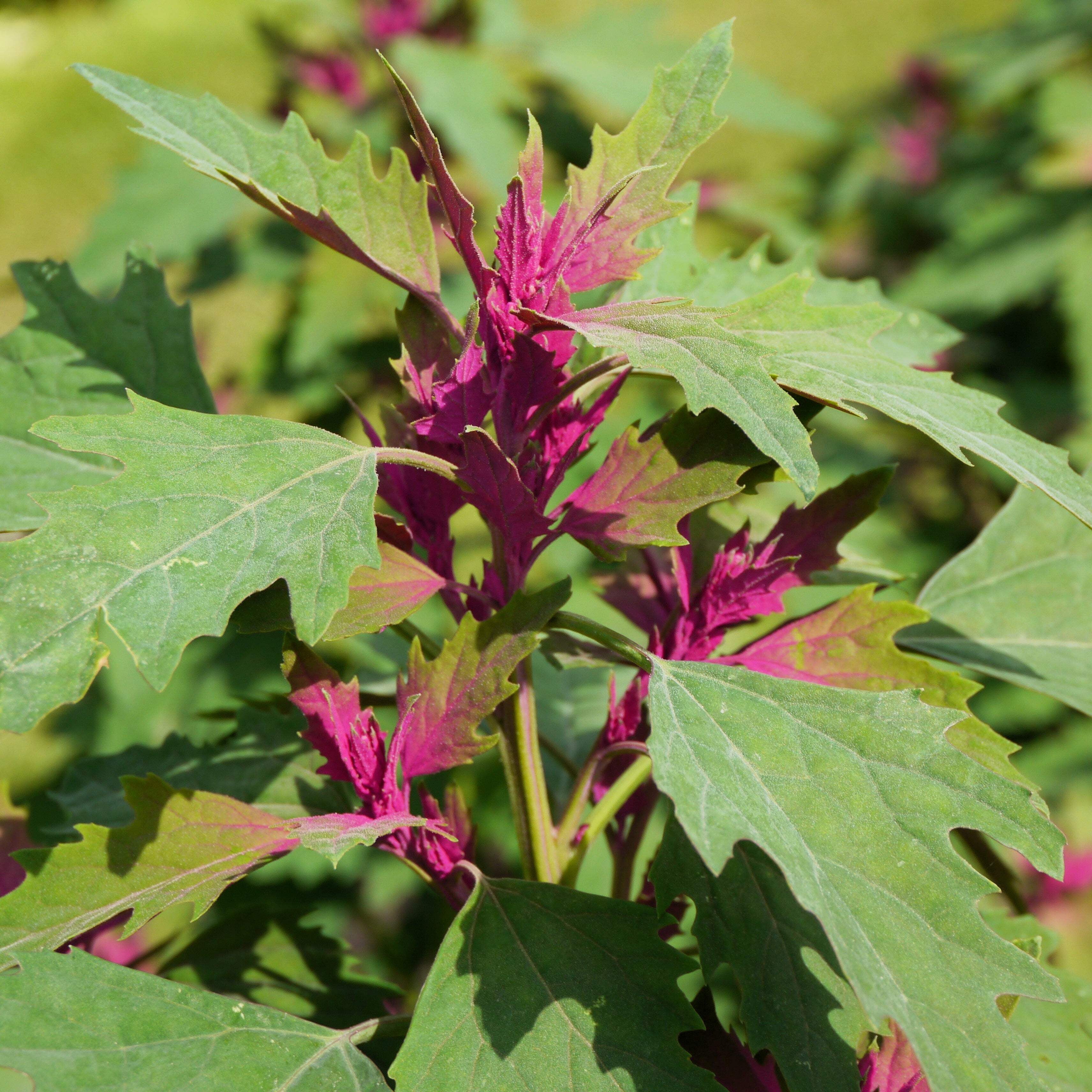 100 GIANT GOOSEFOOT Chenopodium Giganteum Purple Magenta Spreen ...