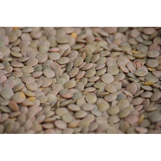 100 GREEN LENTIL Lentils Lens Culinaris Vegetable Seeds - Walmart ...