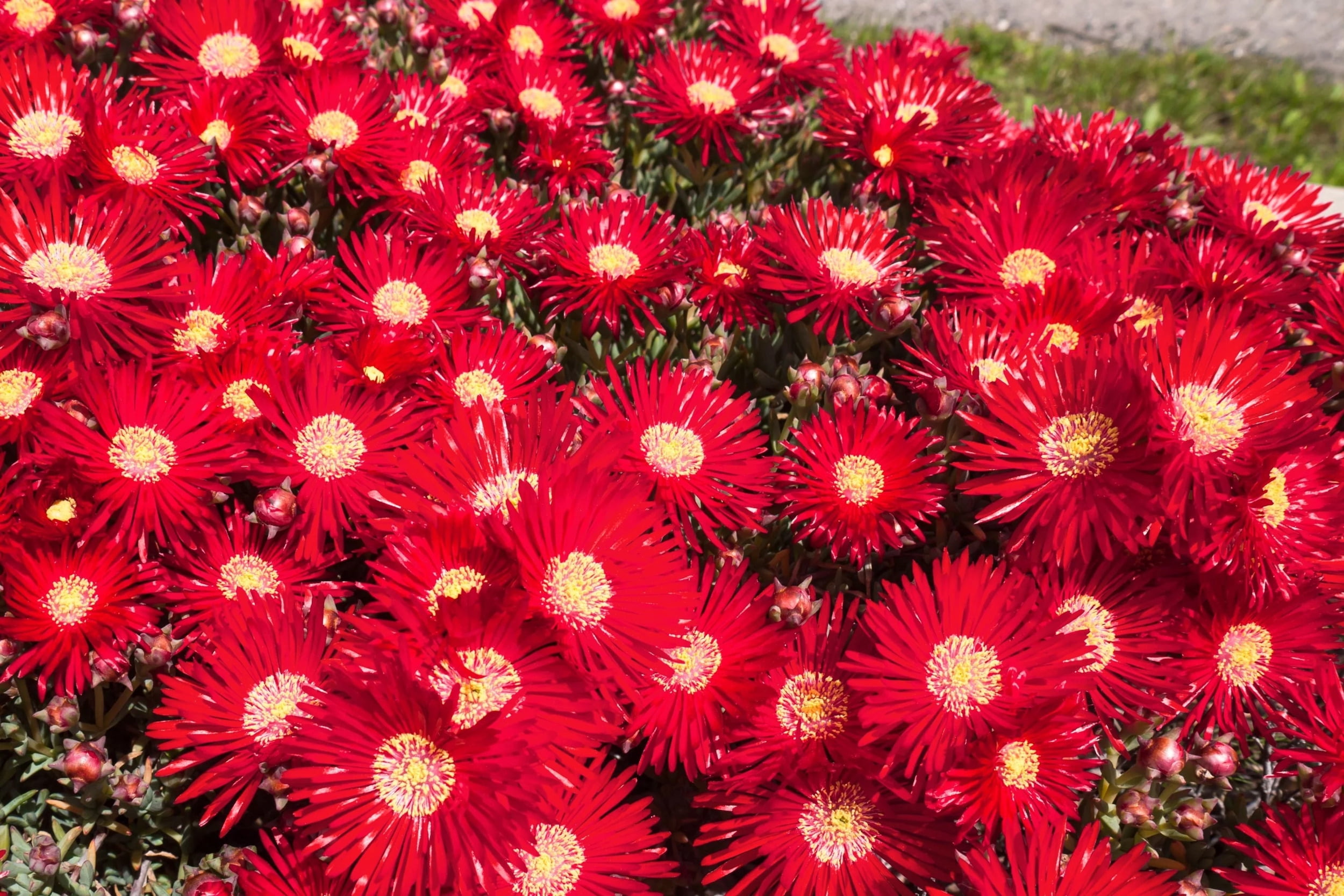 100 Gelato Bright RED ICE PLANT Mesembryanthemum Daisy Livingstone ...