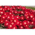 100 Gelato Bright RED ICE PLANT Mesembryanthemum Daisy Livingstone ...