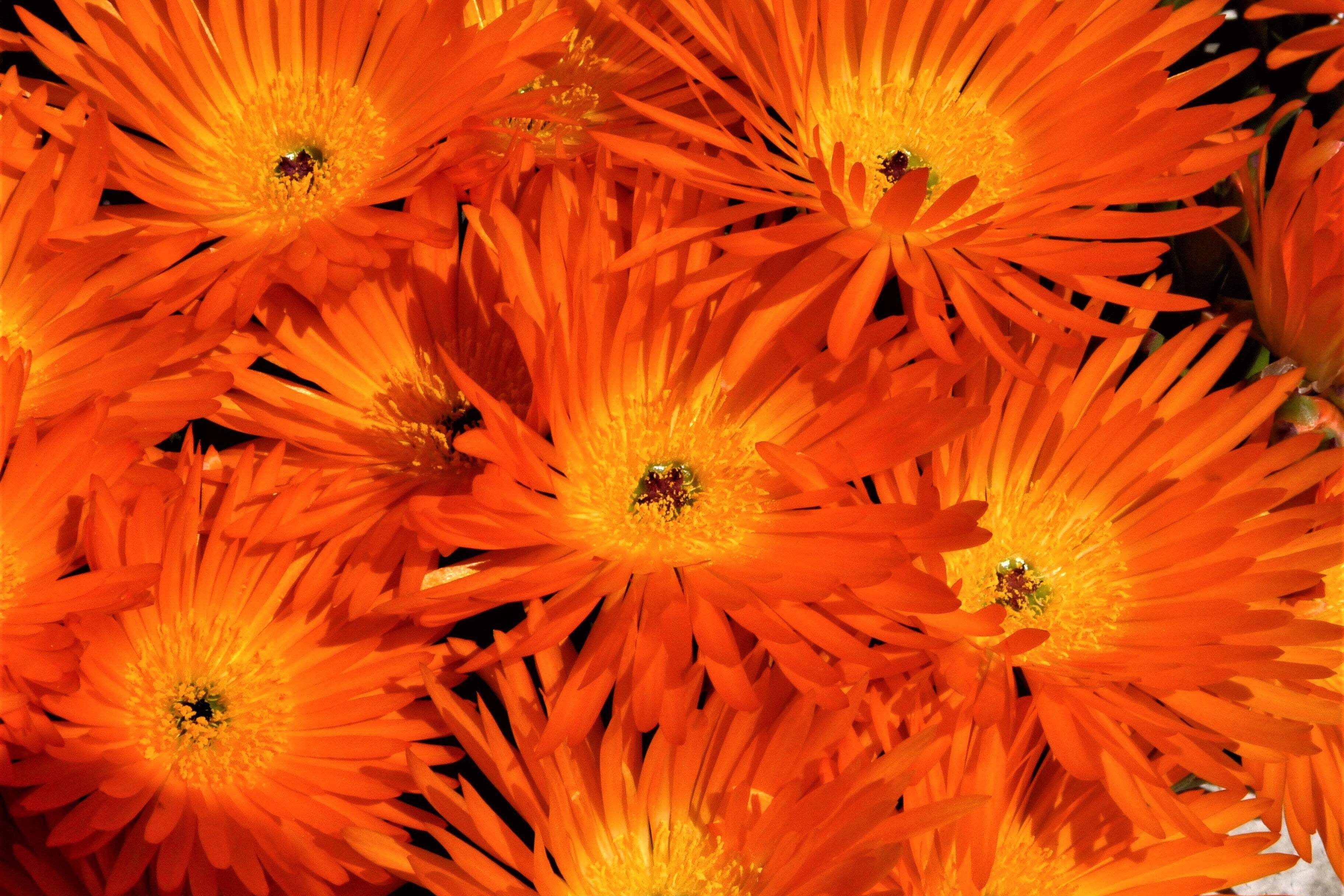 100 Gelato ORANGE ICE PLANT Mesembryanthemum Livingstone Daisy Flower ...