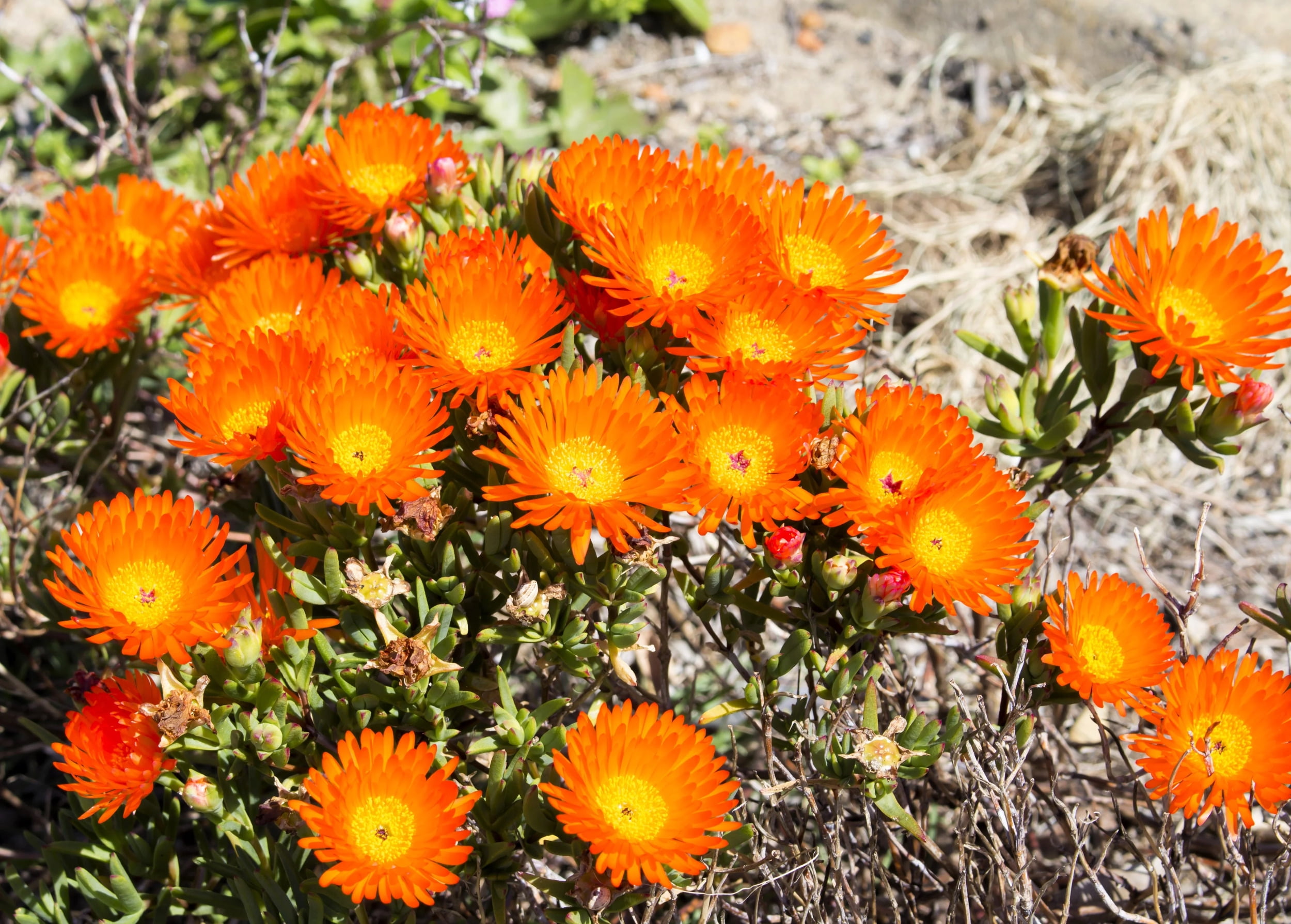 100 Gelato ORANGE ICE PLANT Mesembryanthemum Livingstone Daisy Flower ...