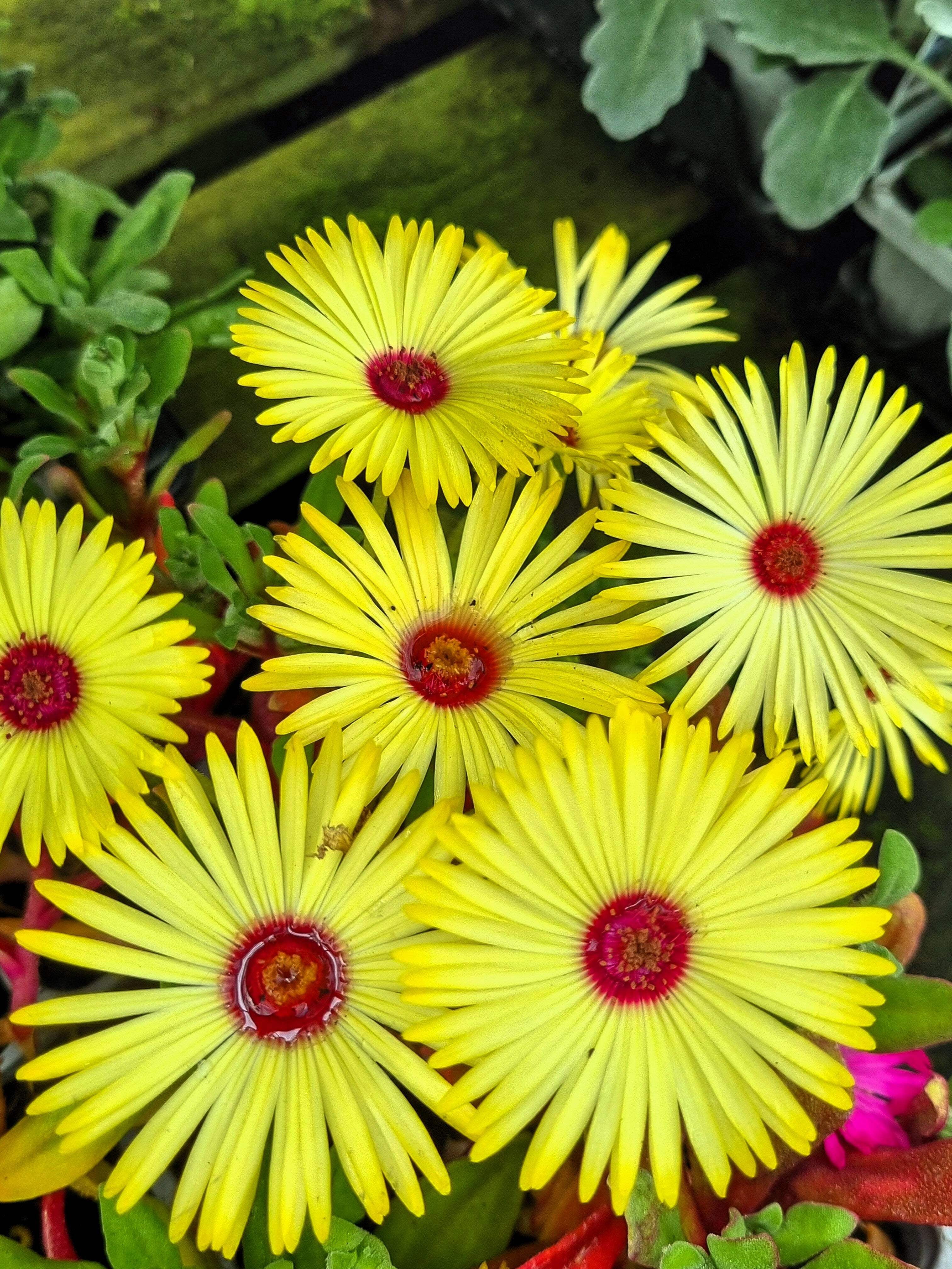 100 Gelato YELLOW ICE PLANT Mesembryanthemum Daisy Livingstone ...