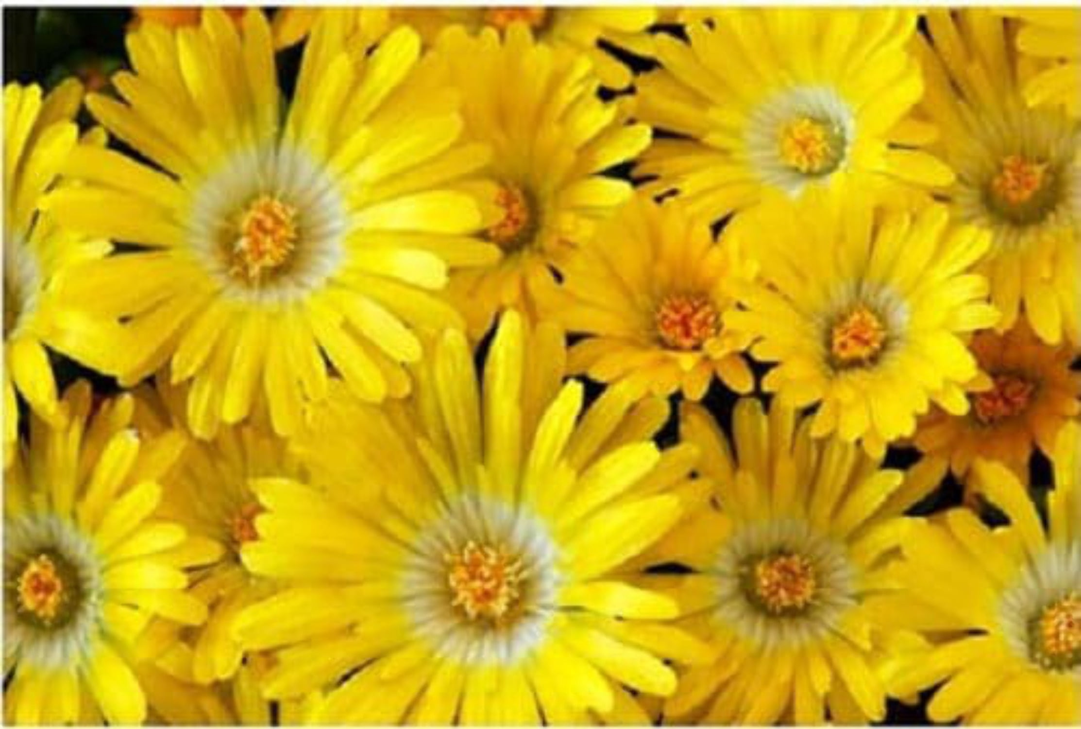 100 Gelato YELLOW ICE PLANT Mesembryanthemum Daisy Livingstone ...