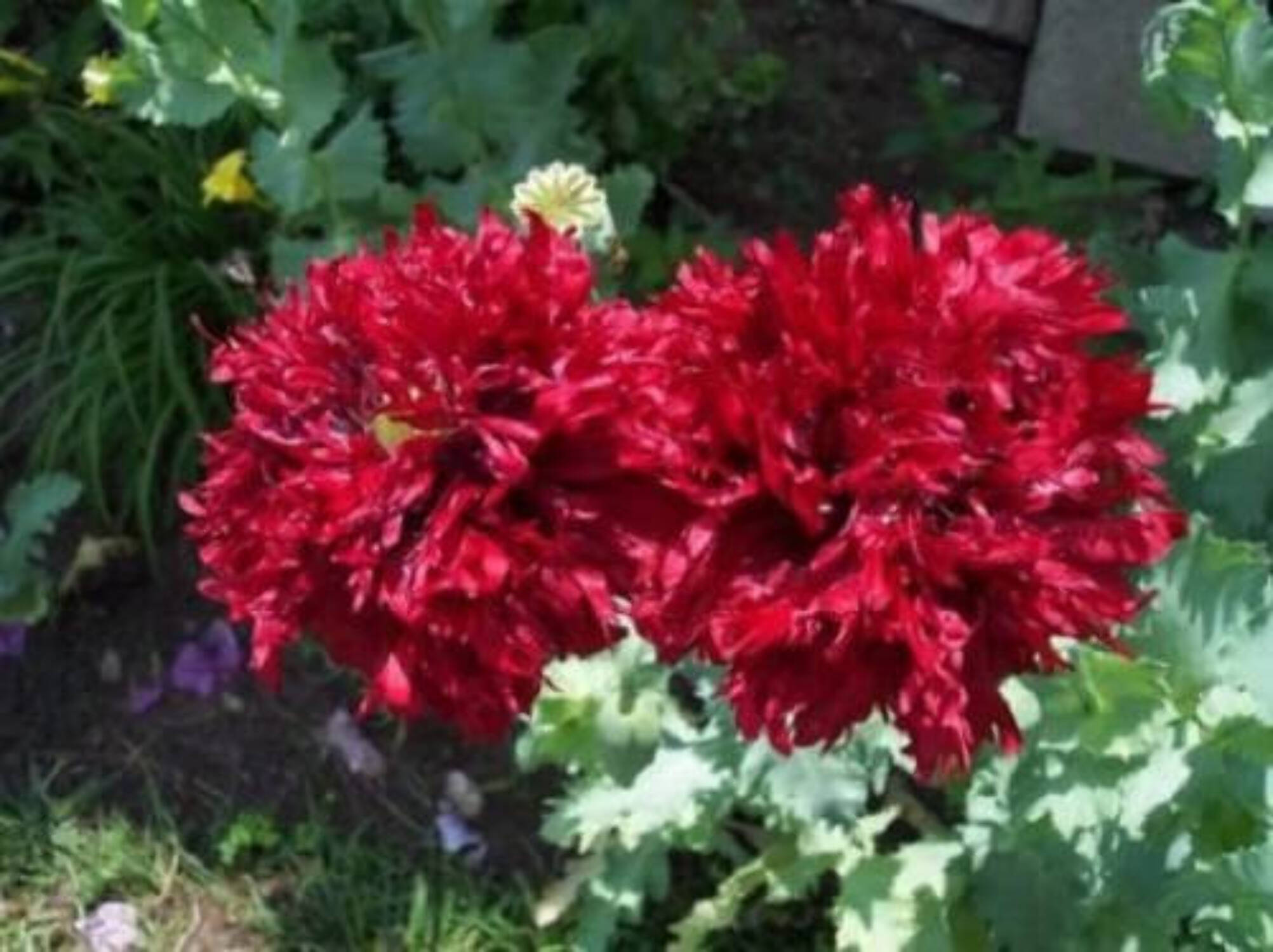 100 Seeds Giant Double RED PEONY POPPY Papaver Peoniflorum Flower Seeds ...