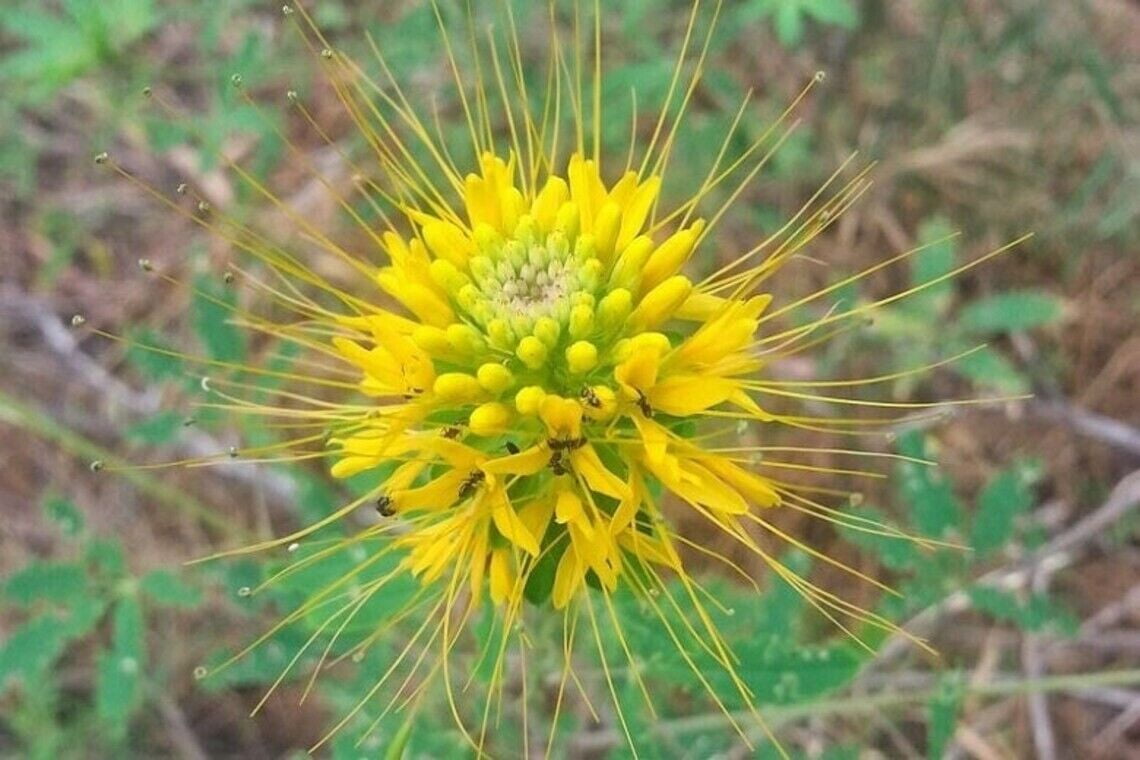 100 Golden Bee Spider Seeds Clome Spinosa Perennial 1178 US Seller Seed ...