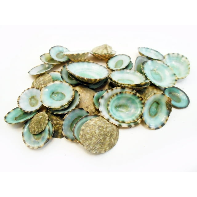 100 Green Limpet Shells Seashells Shellcraft Beautiful Beach Nautical ...