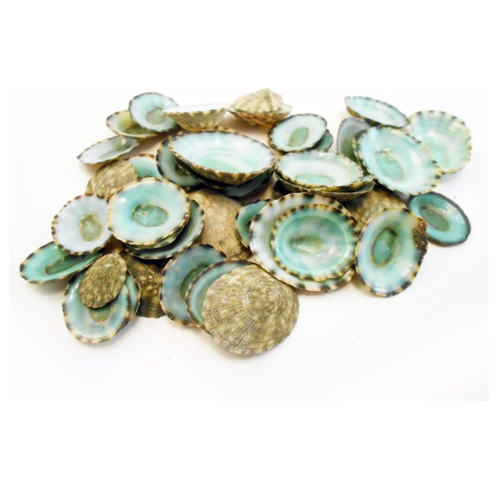 100 Green Limpet Shells Seashells Shellcraft Beautiful Beach Nautical ...
