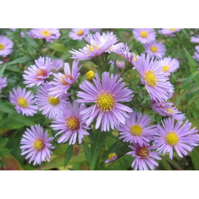 100 HEART LEAVED ASTER Cordifolius Blue Wood Aster Flower Seeds ...