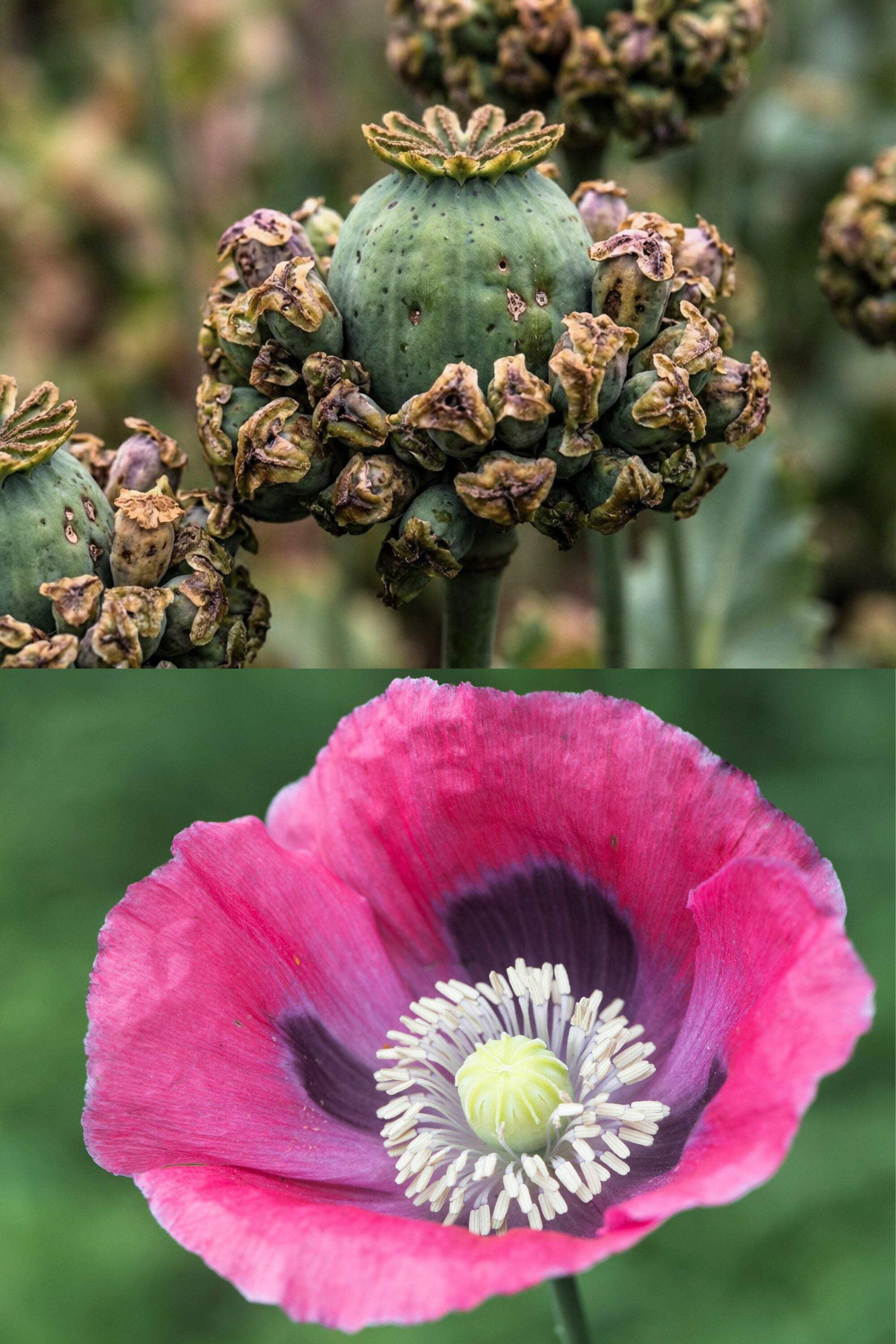 100 Seeds HENS and CHICKS Poppy Hens & Chickens Breadseed Lettuce Leaf ...