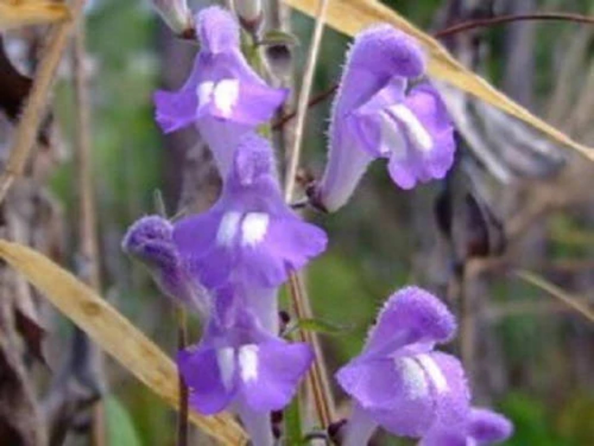100 HOARY / DOWNY SKULLCAP Scutellaria Incana Flower Seeds - Walmart.com