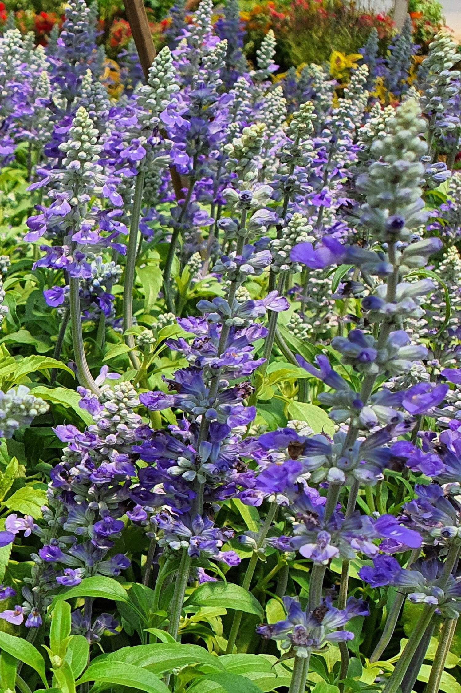 Outdoor Planting: 100 Hoary/Downy Skullcap Scutellaria Incana Flower ...