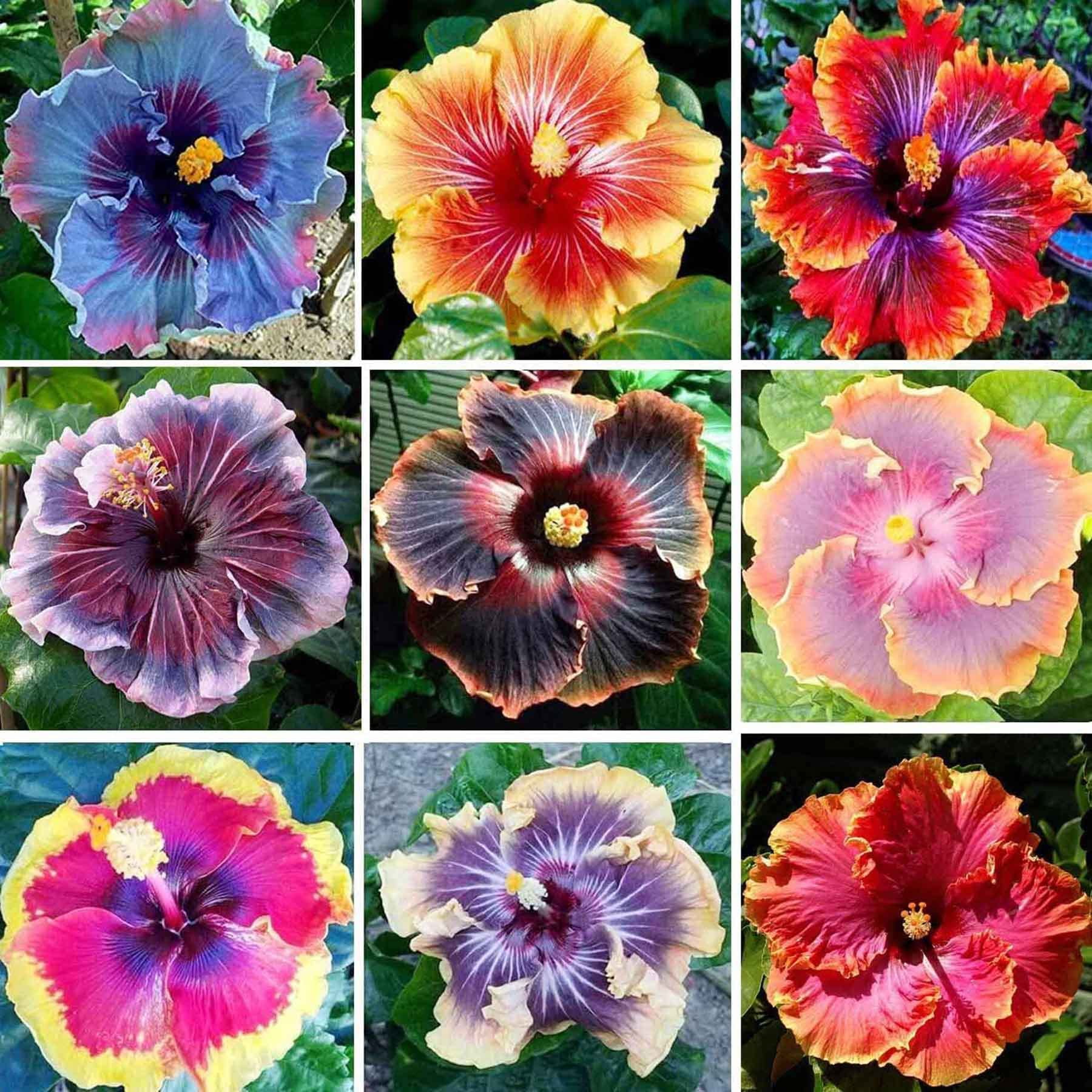 100+ Hibiscus Flower Mix Color Giant Exotic Coral Seeds for Planting ...