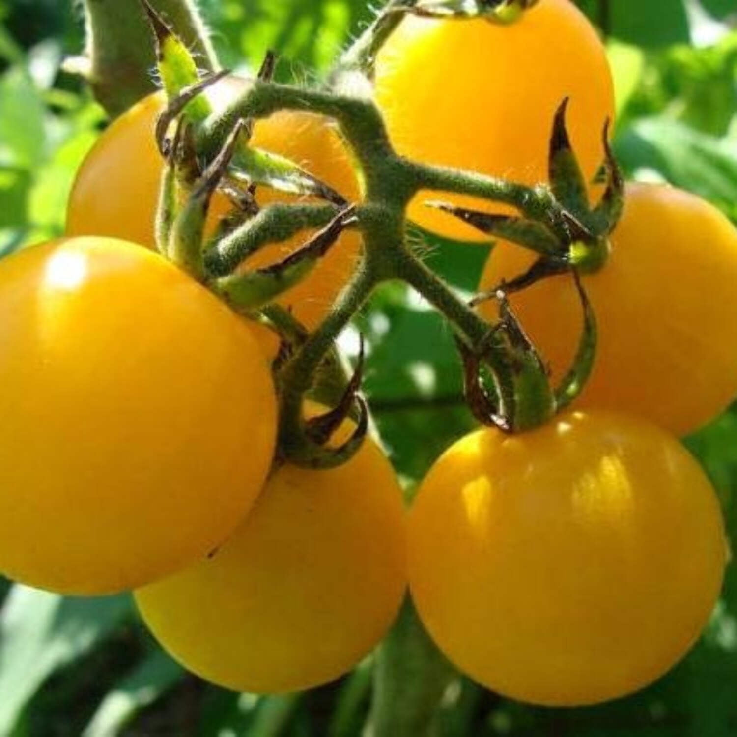 100 Honey Drop Tomato Seeds, Annual, Full Sun, Edible, Vegetable ...