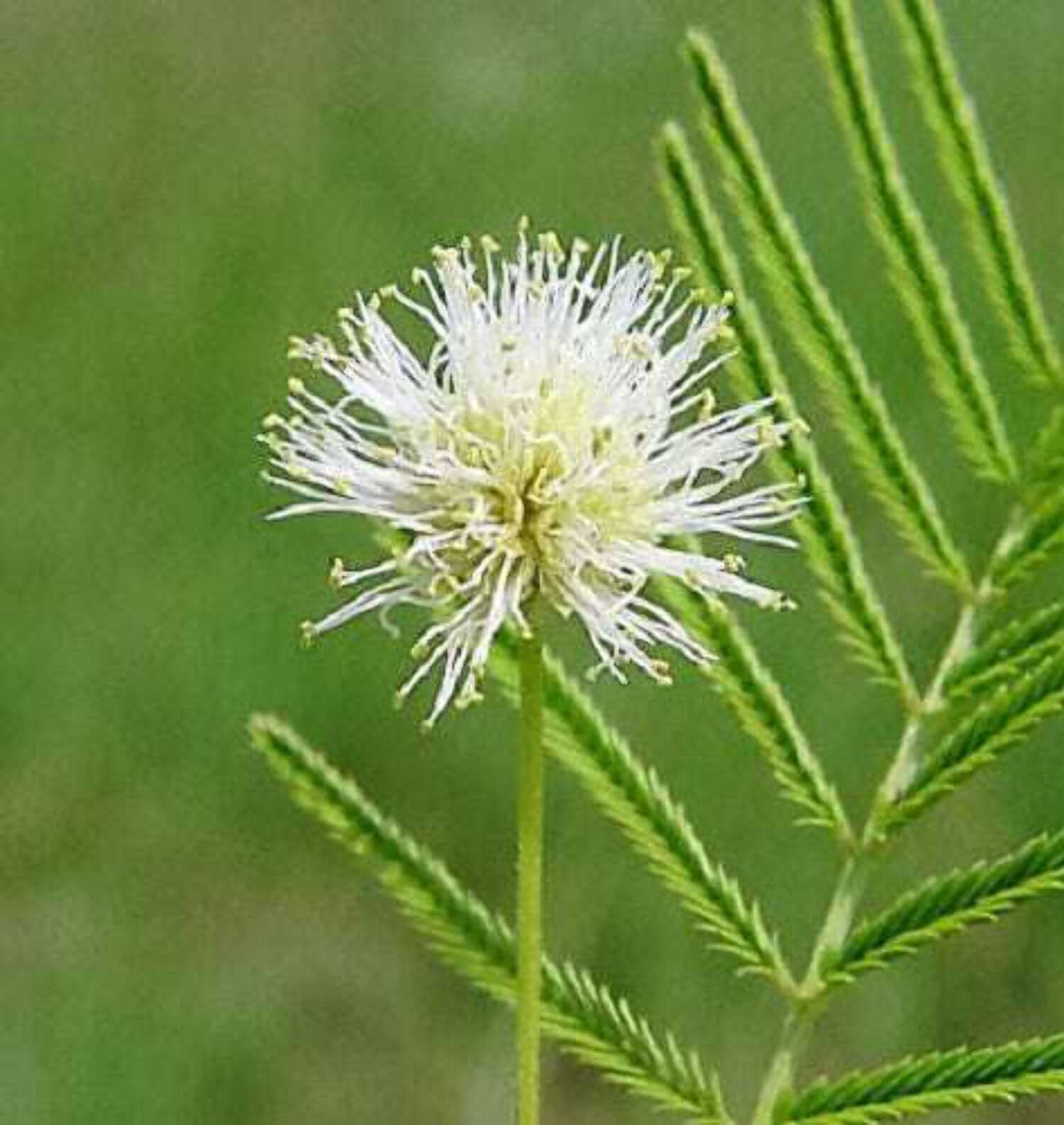 100 ILLINOIS BUNDLEFLOWER Prairie Mimosa Desmanthus Illinoensis Flower ...