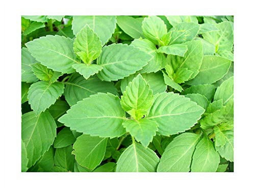 100 Indian Rama Tulsi Holy Sacred Basil MHD1Seeds Green Leaf Heirloom ...