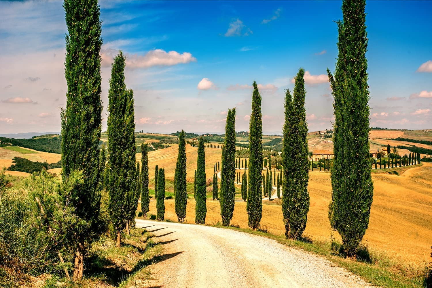 CZ Grain Italian Cypress Seeds (100 Count) | Exotic Evergreen Tree for ...