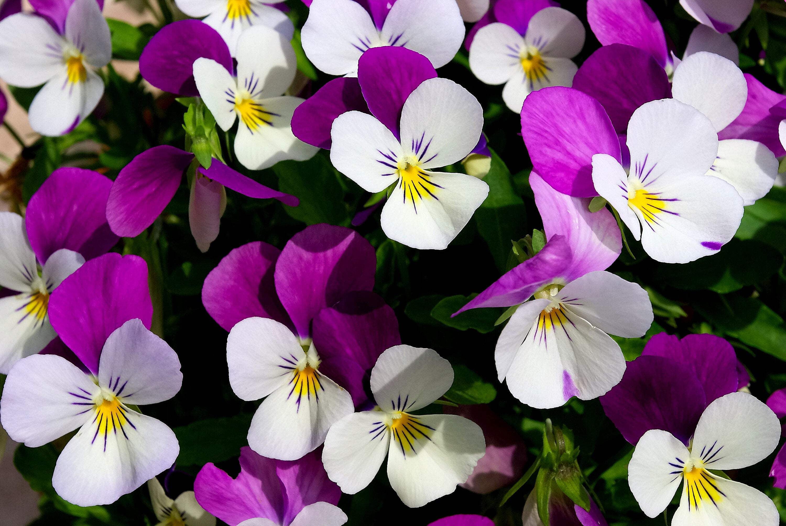 Seedville USA Johnny Jump Up Violet Viola Tricolor Flower Seeds, Purple ...