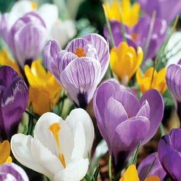 100 Jumbo Crocus Mixture Bulbs-- Fall planting! - Walmart.com