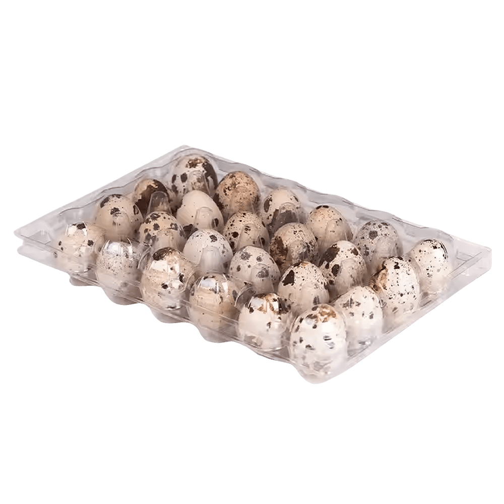100 Jumbo Quail Egg Cartons for Coturnix Bobwhite Quail Two Dozen ...