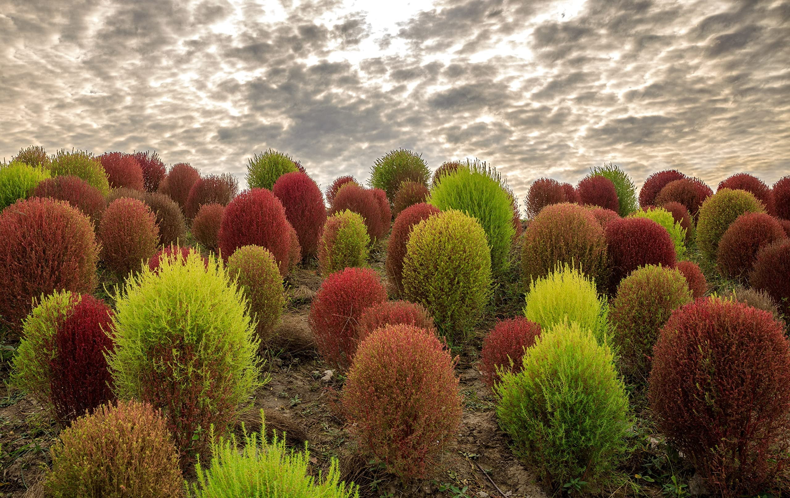 CZ Grain Kochia Seeds, Burning Bush, Summer Cypress, Rare Firebush, 100 ...