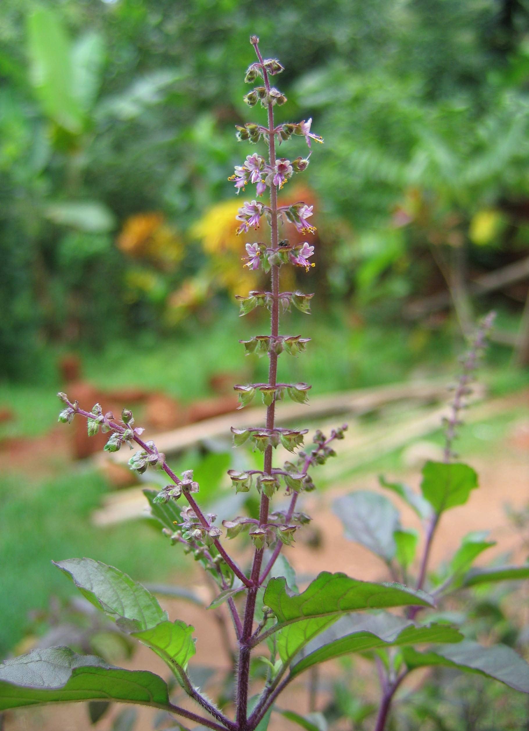 100+ Krishna Tulsi Holy Basil Seeds Red H2FSDLeaf Indian Sacred Red ...