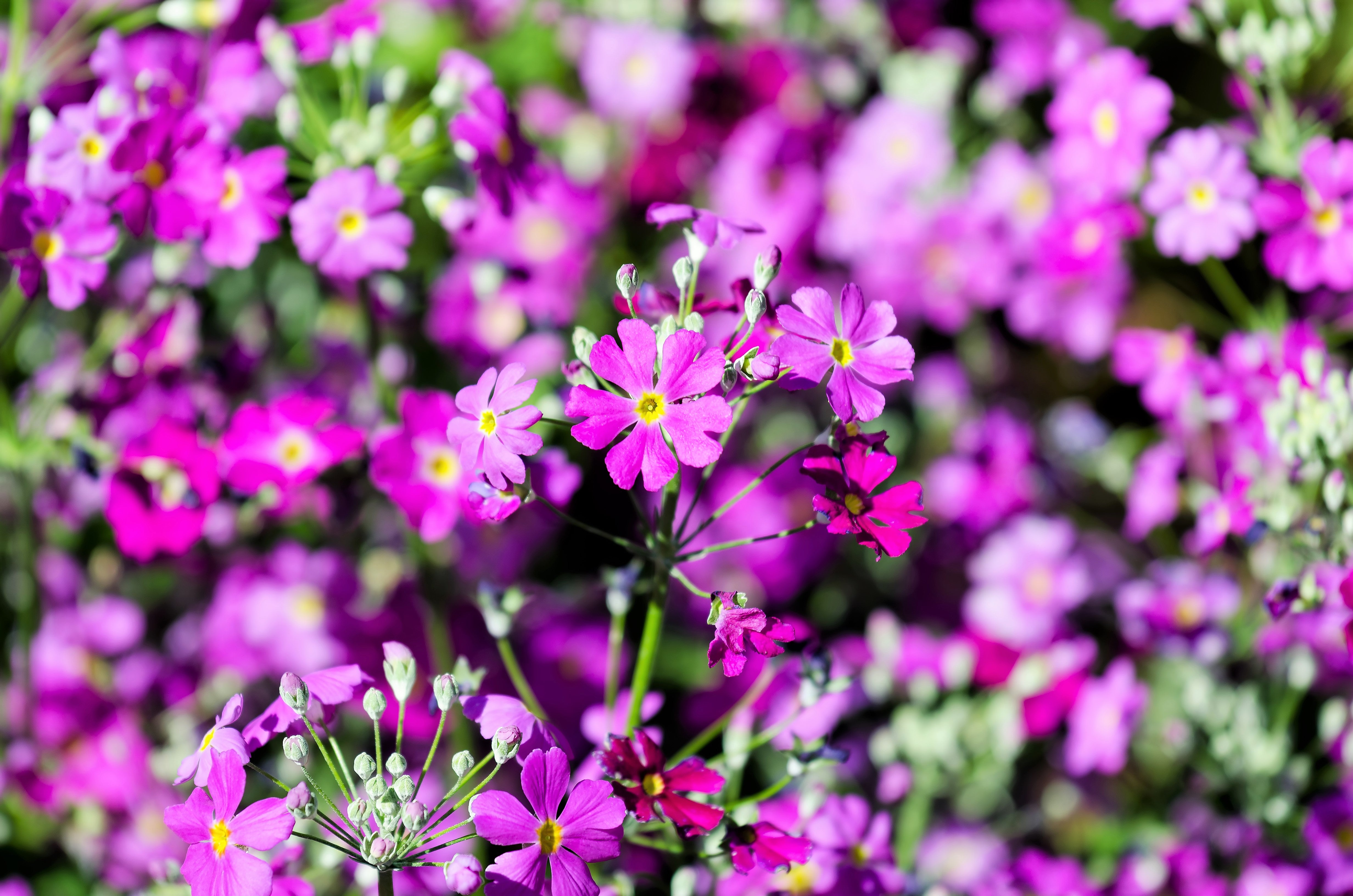 100 LAVENDER FAIRY PRIMROSE Purple Primula Malacoides Baby Primrose ...